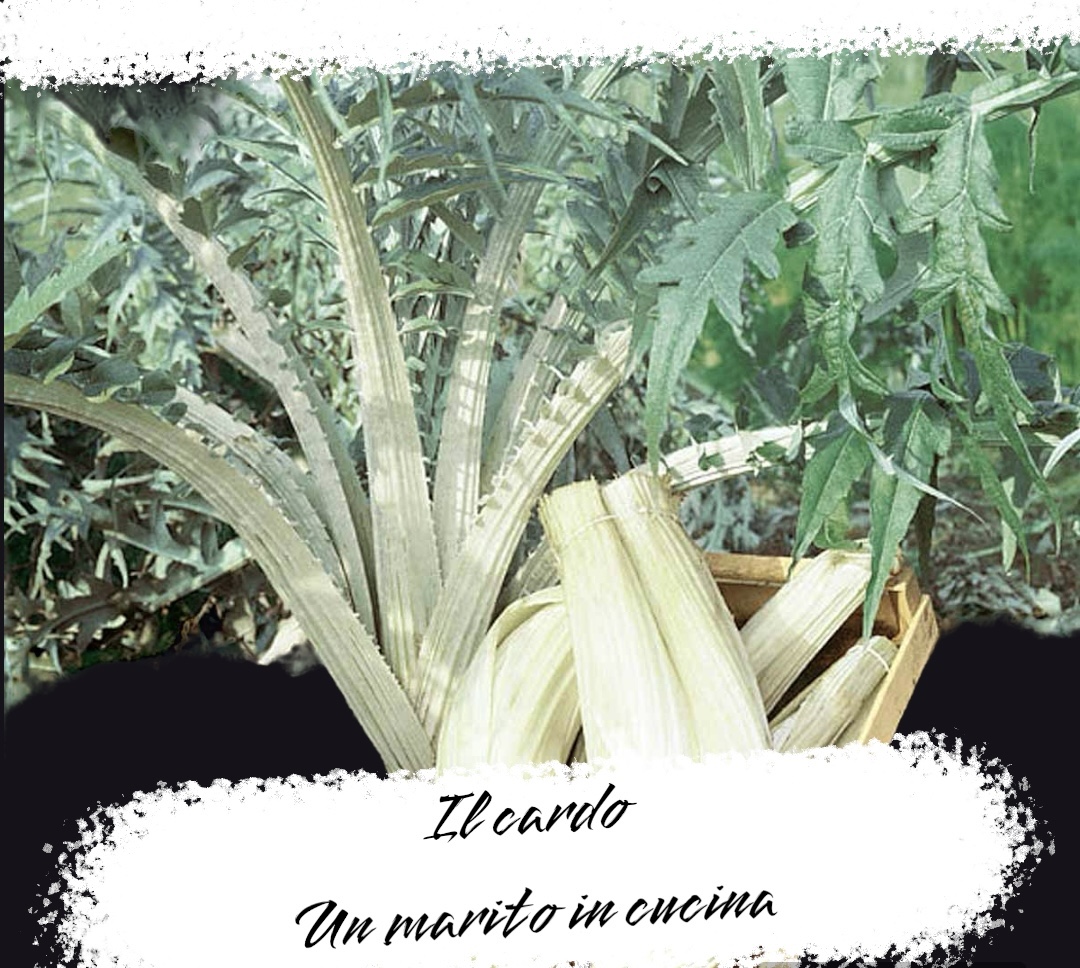 Cardo proprietà e benefici: guida completa e utilizzi | Un marito in cucina